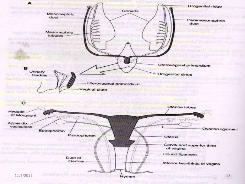 Female genital tract