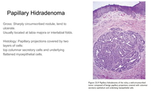 FEMALE GENITAL TRACT.pdf from Robbins for study purpose | PDF