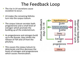 Female hormones | PPTX