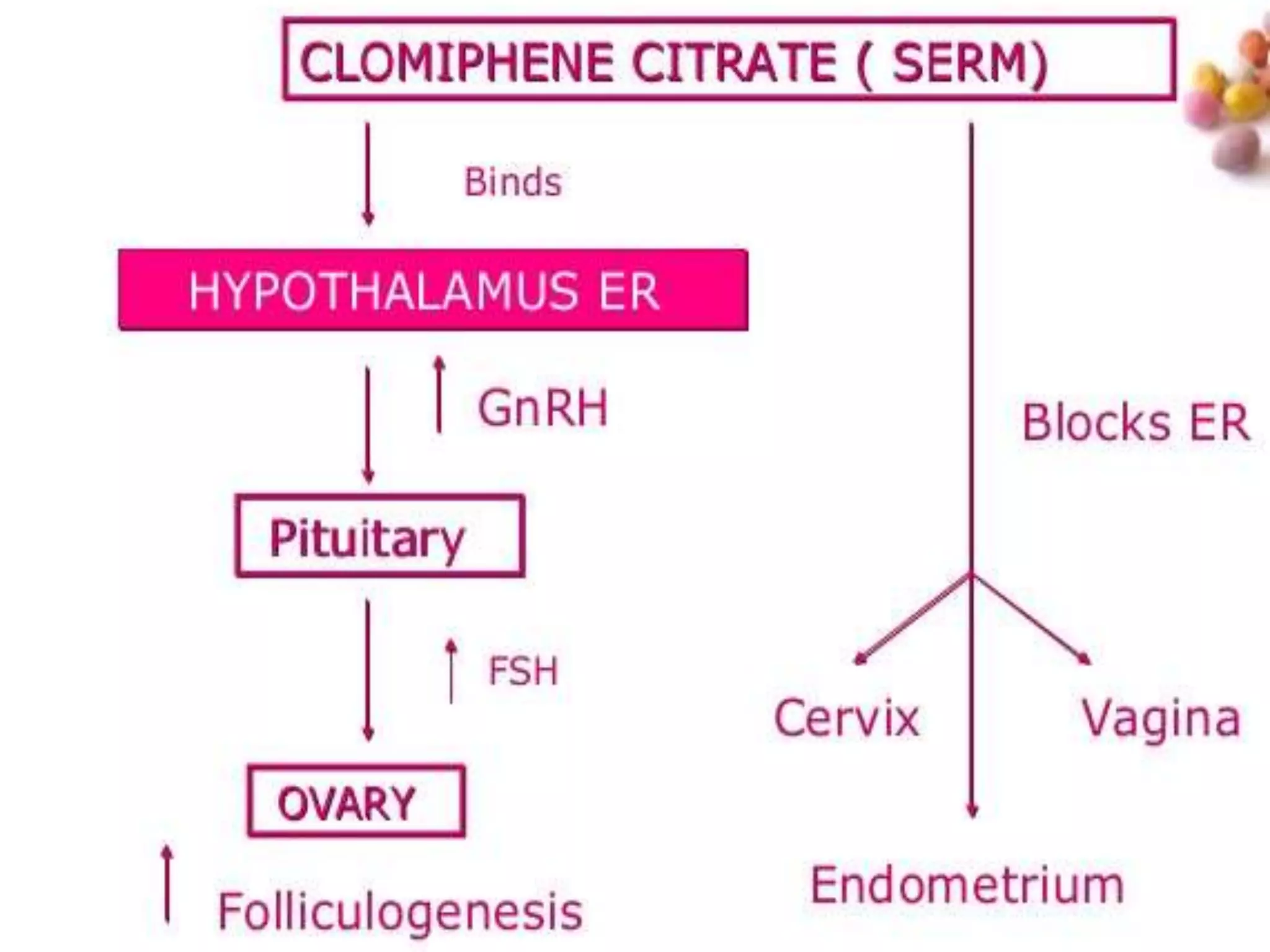 Female hormones and contraception | PPTX