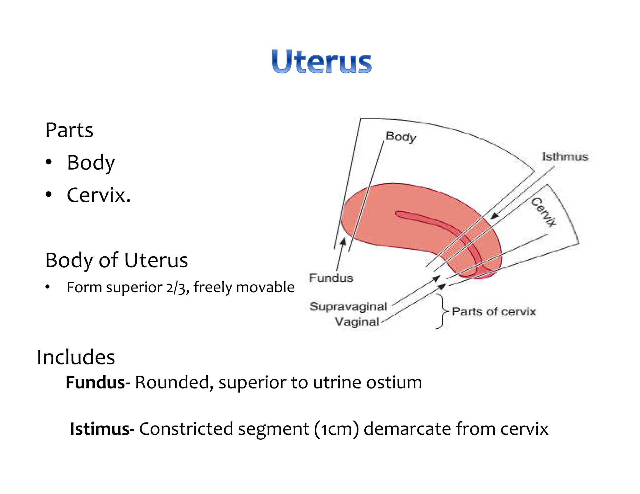 Female Internal Genital organs 2018 (1).pdf
