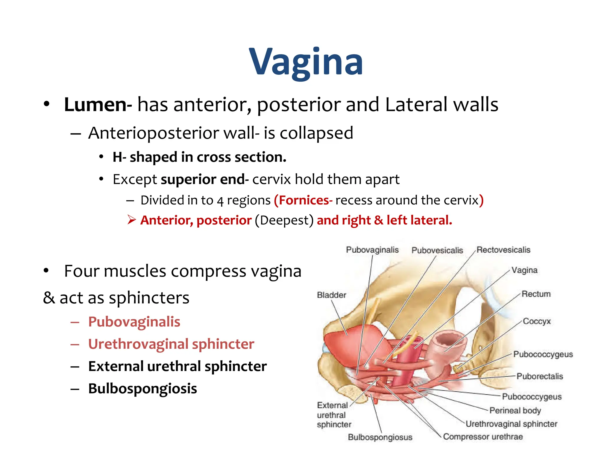 Female Internal Genital organs 2018 (1).pdf