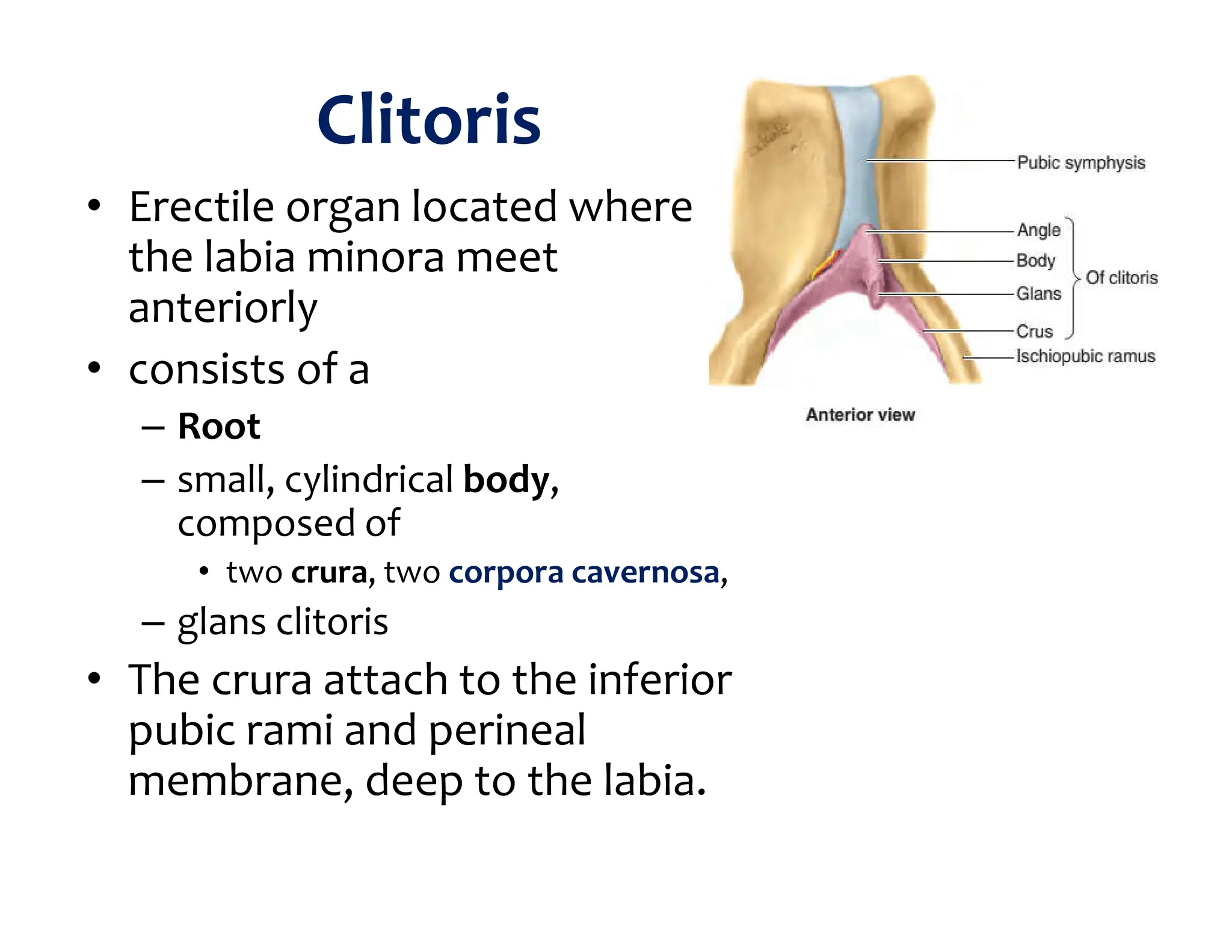 Female Internal Genital organs 2018 (1).pdf