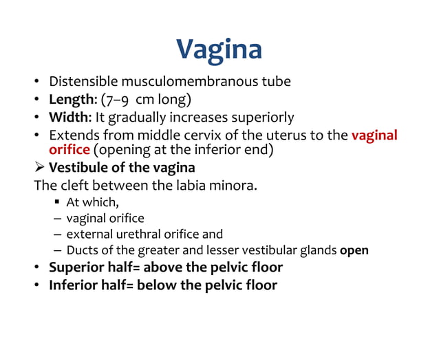 Female Internal Genital organs 2018 (1).pdf