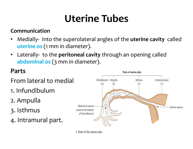 Female Internal Genital organs 2018 (1).pdf