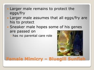 Female mimicry | PPTX | Fish and Aquariums | Pets