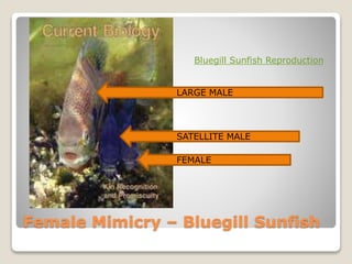 Female mimicry | PPTX | Fish and Aquariums | Pets