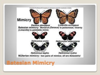Female mimicry | PPT