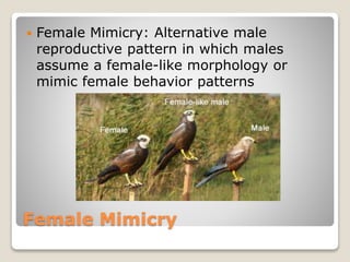 Female mimicry | PPTX | Fish and Aquariums | Pets
