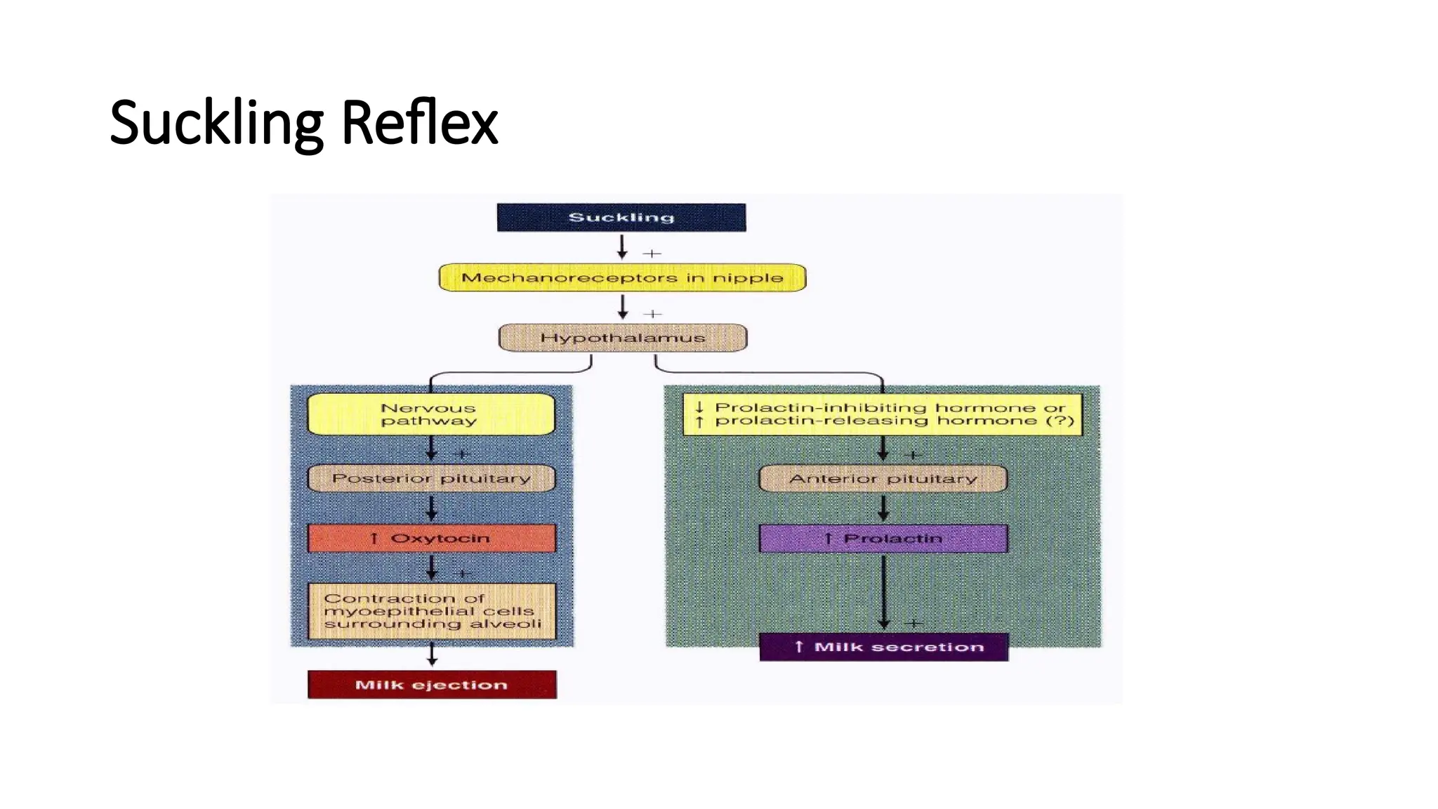 female reproductive system ppt female rep | PPT