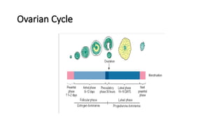female reproductive system ppt female rep | PPTX