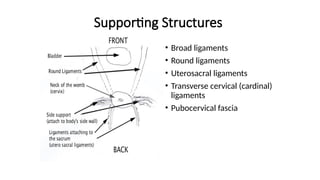 female reproductive system ppt female rep | PPT