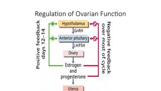 female reproductive system ppt female rep | PPTX