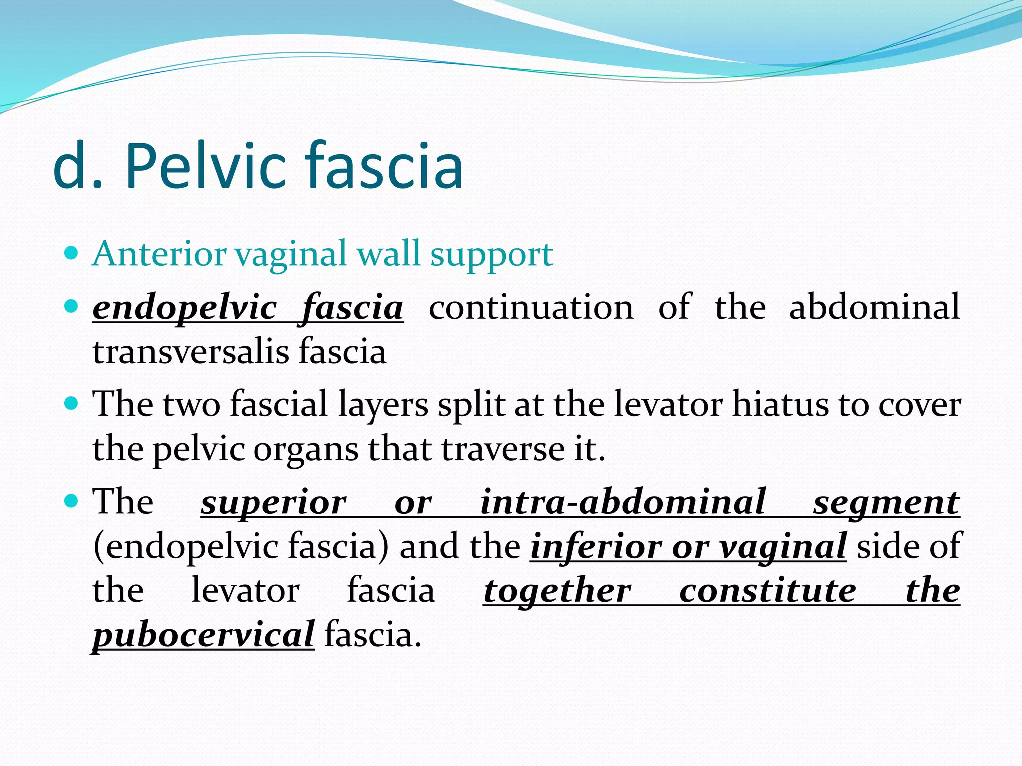 Female pelvic anatomy and urinary continence | PPT