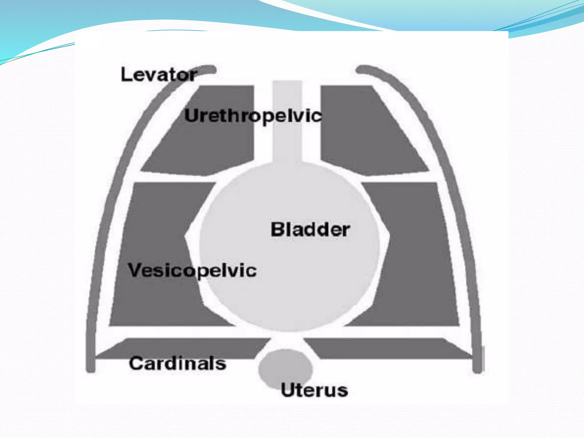 Female pelvic anatomy and urinary continence | PPT