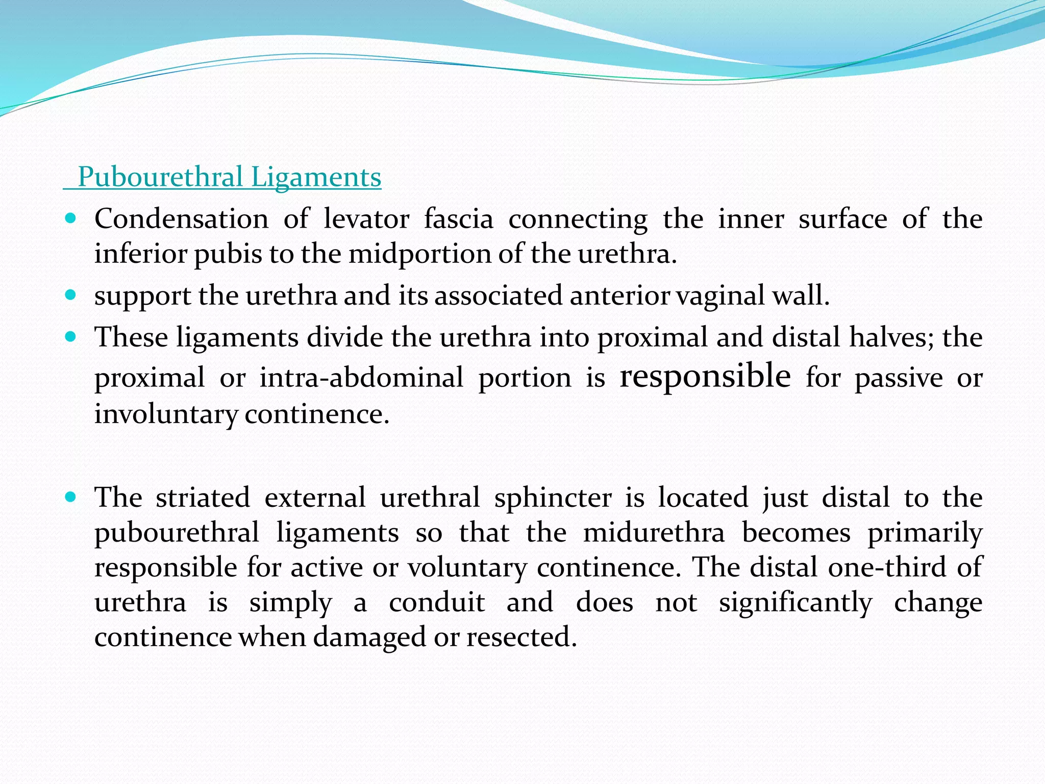 Female pelvic anatomy and urinary continence | PPT