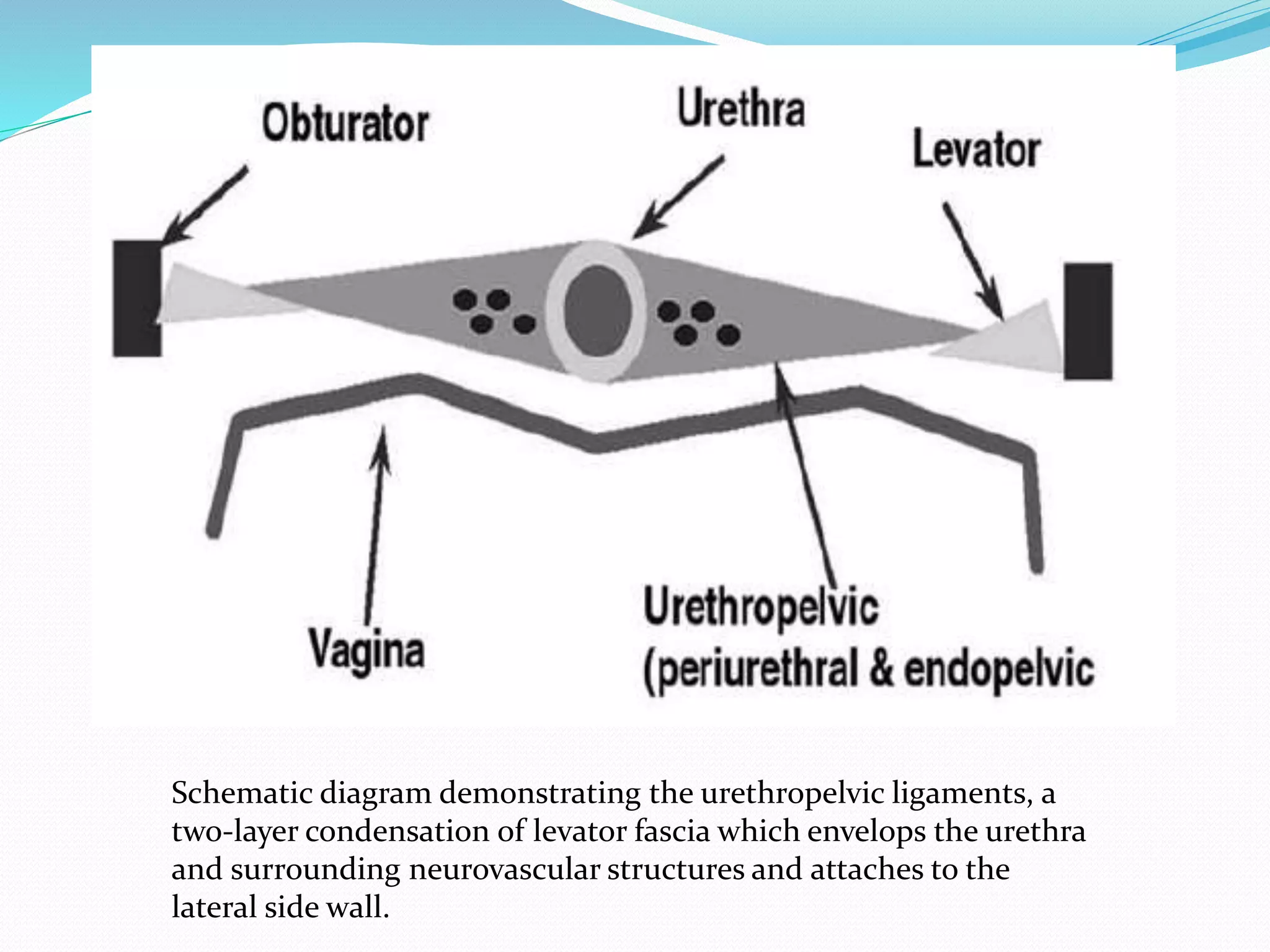 Female pelvic anatomy and urinary continence | PPT