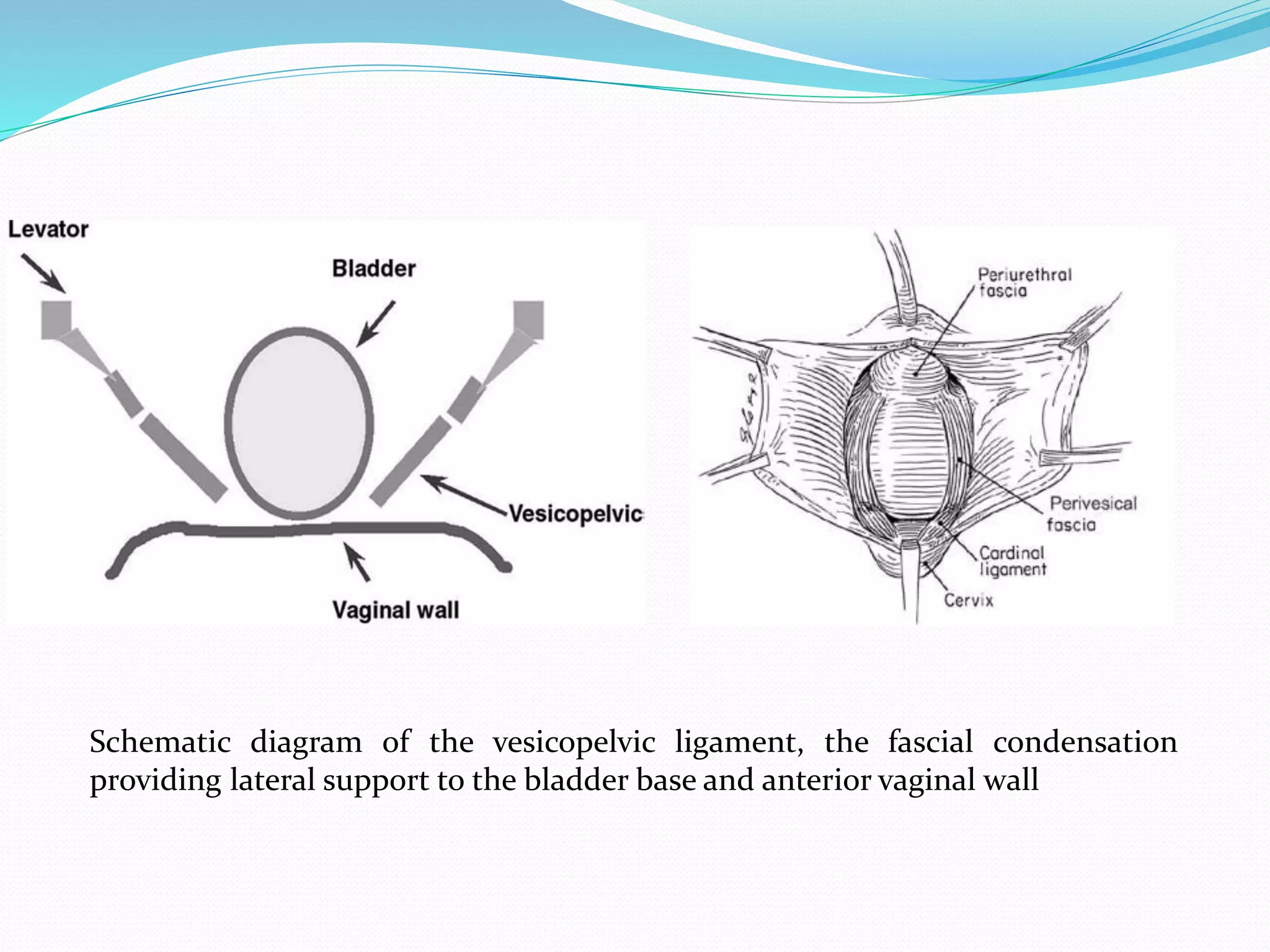 Female pelvic anatomy and urinary continence | PPT