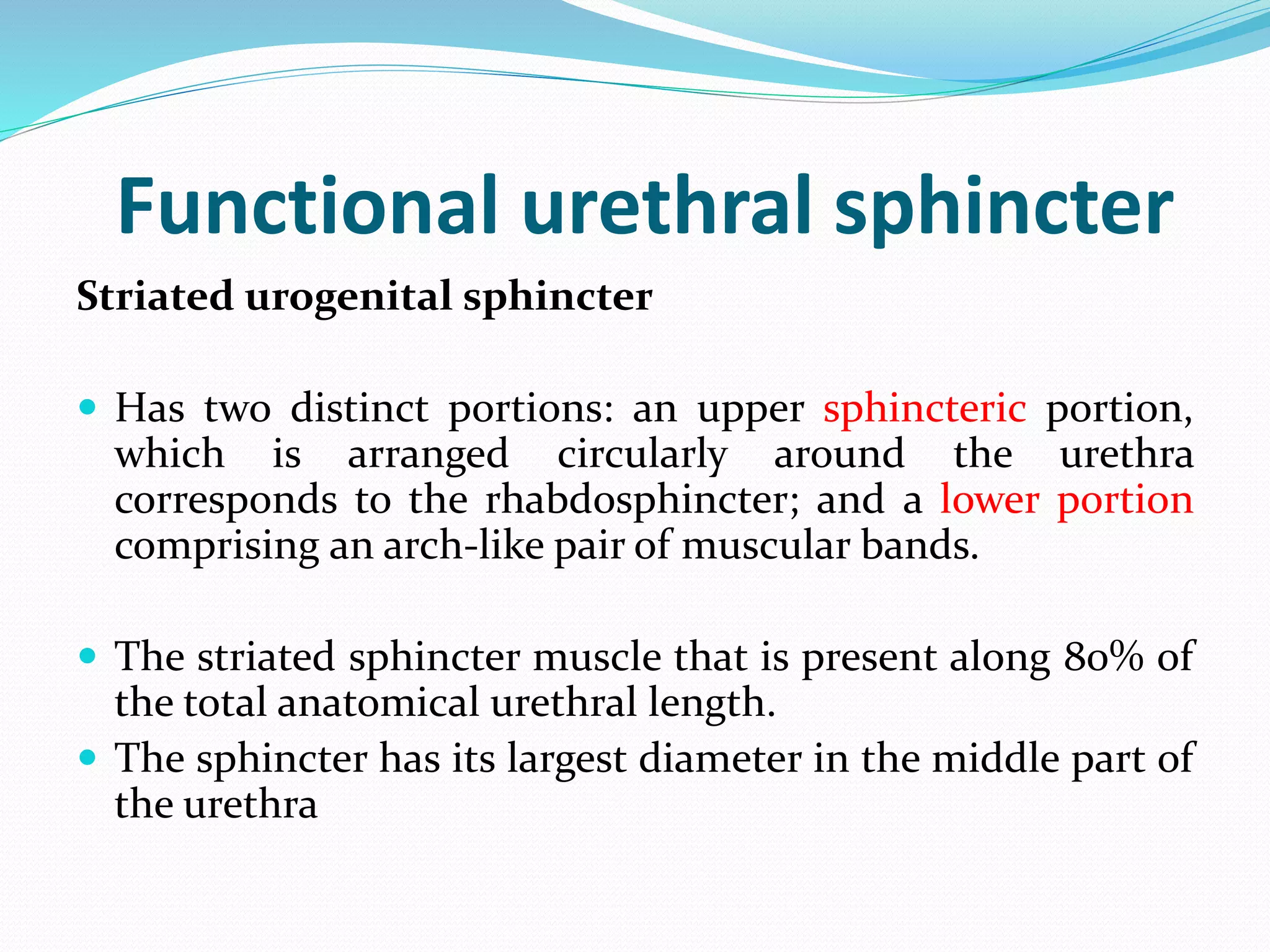 Female pelvic anatomy and urinary continence | PPT