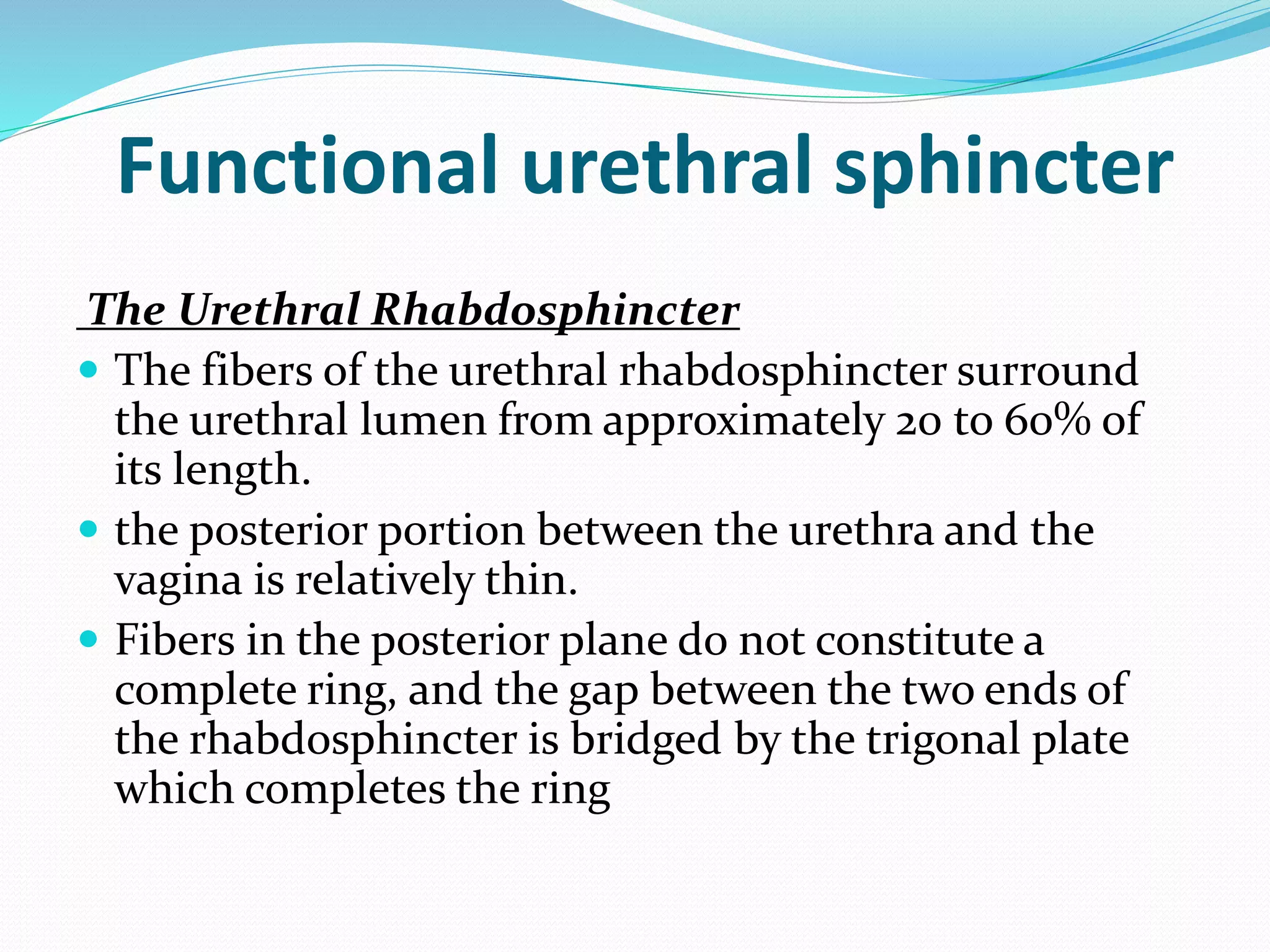 Female pelvic anatomy and urinary continence | PPT