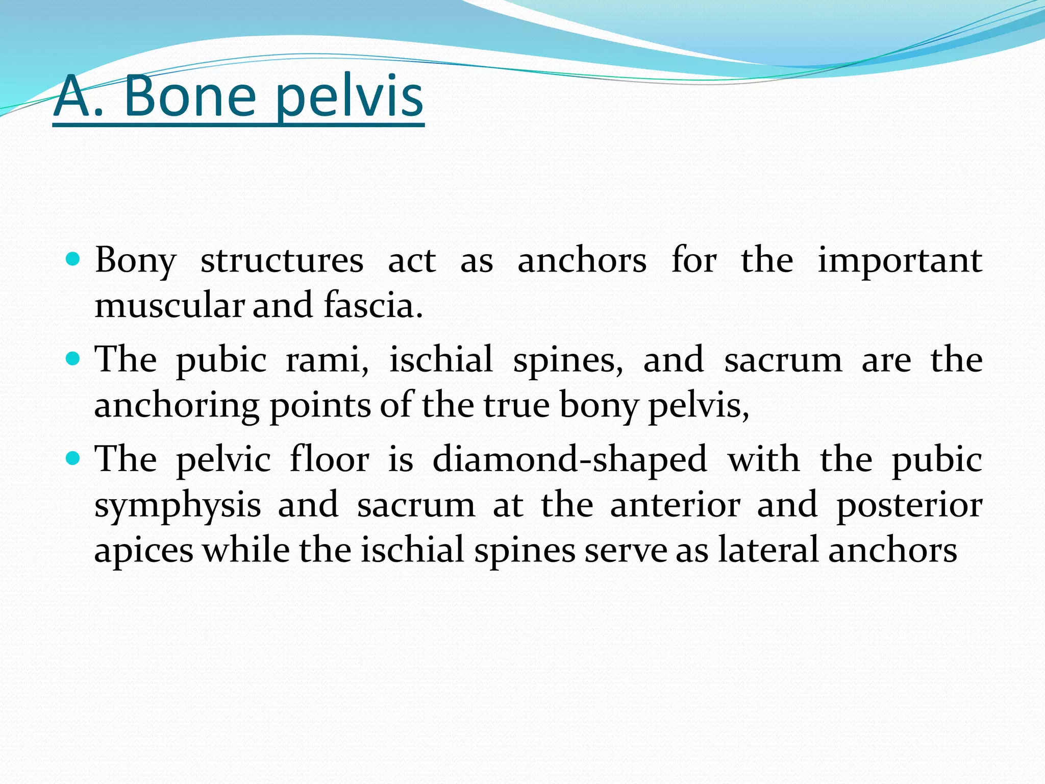 Female pelvic anatomy and urinary continence | PPT
