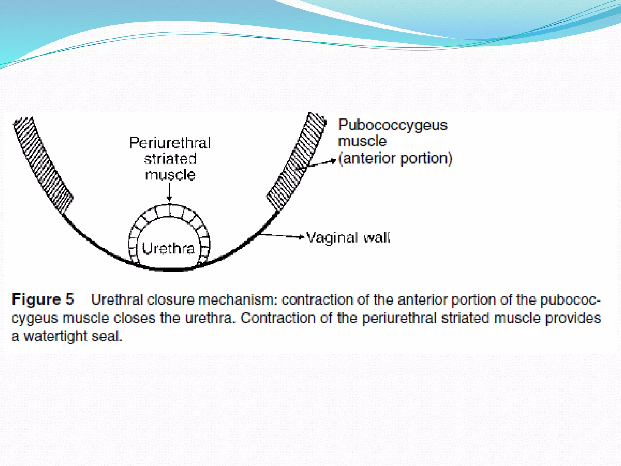 Female pelvic anatomy and urinary continence | PPT