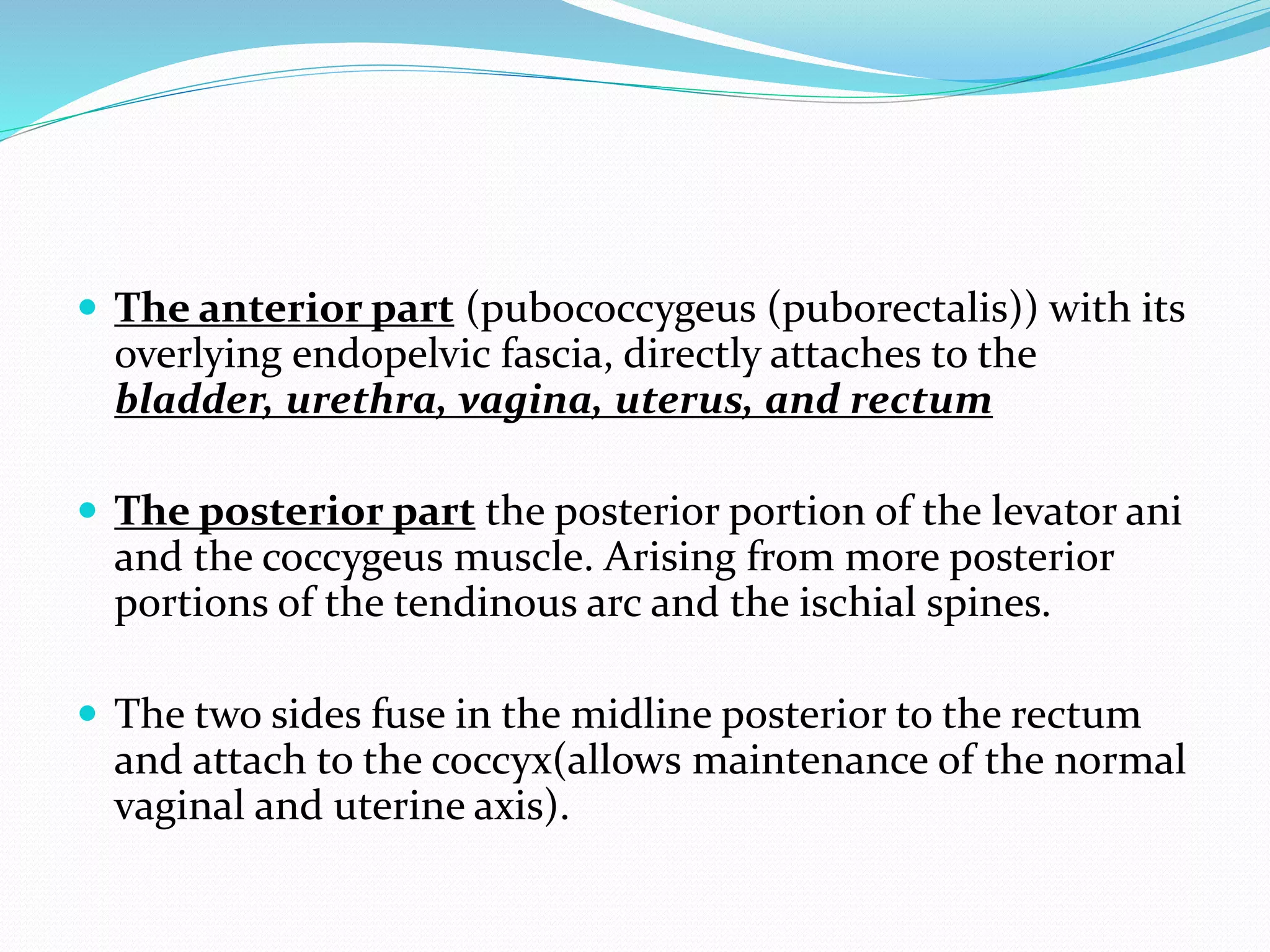 Female pelvic anatomy and urinary continence | PPT