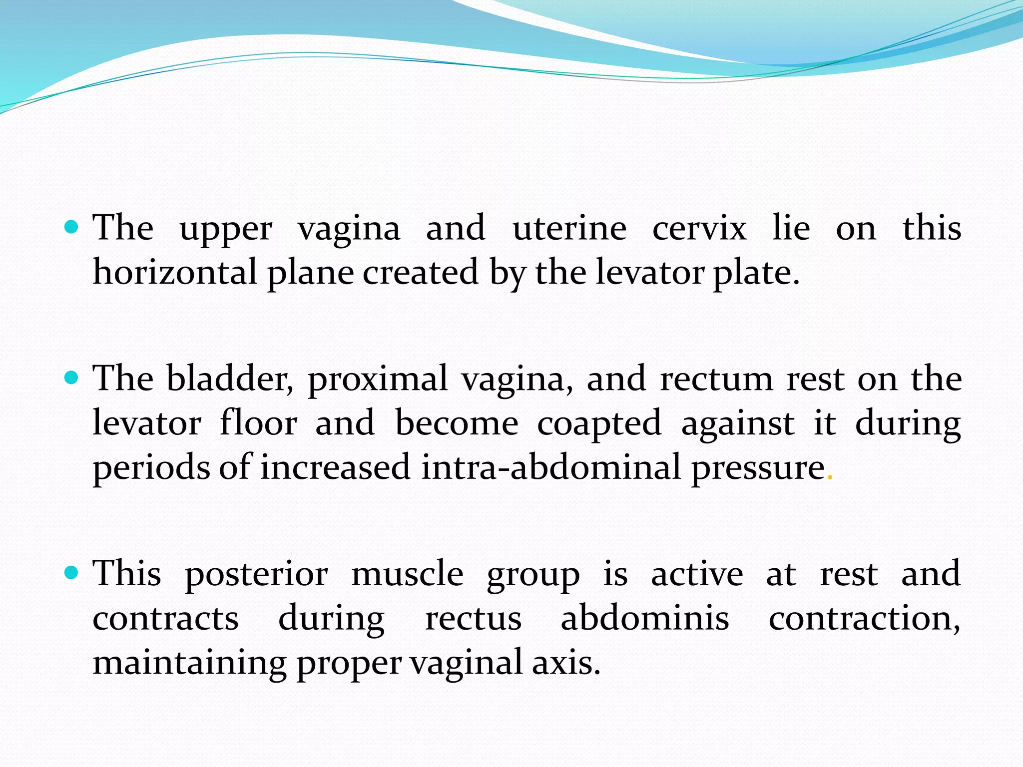 Female pelvic anatomy and urinary continence | PPT