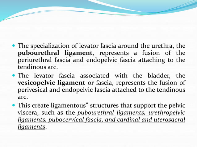Female pelvic anatomy and urinary continence | PPT
