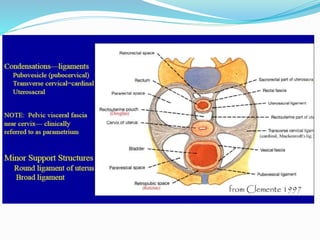 Female pelvic anatomy and urinary continence | PPTX