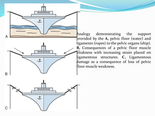 Female pelvic anatomy and urinary continence | PPT
