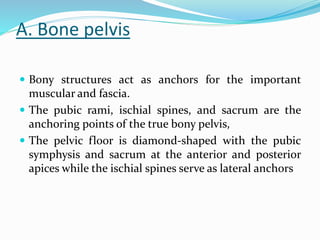Female pelvic anatomy and urinary continence | PPTX