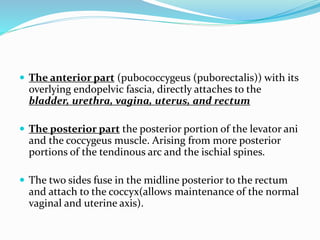Female pelvic anatomy and urinary continence | PPTX