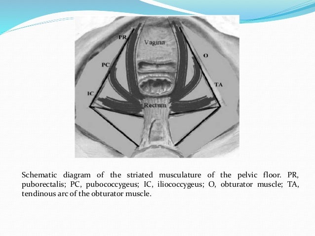 Female pelvic anatomy and urinary continence