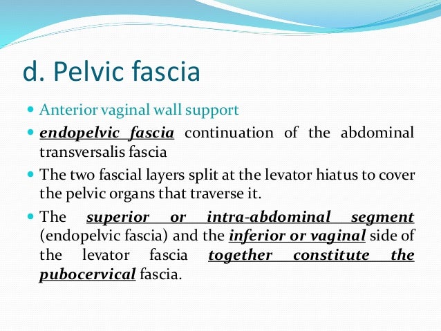 Female pelvic anatomy and urinary continence