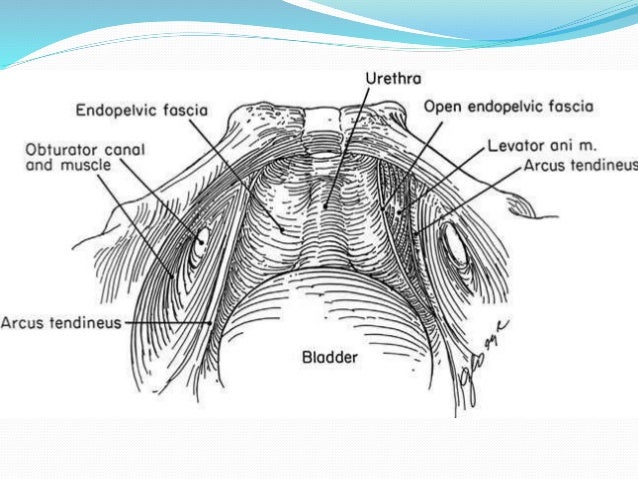 Female pelvic anatomy and urinary continence
