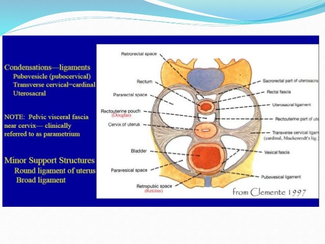 Female pelvic anatomy and urinary continence