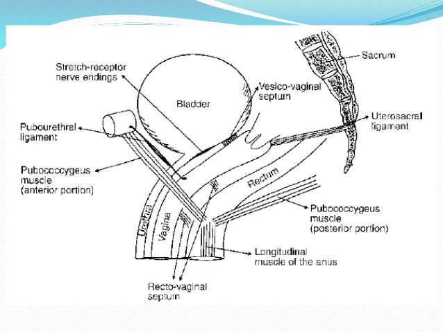 Female pelvic anatomy and urinary continence