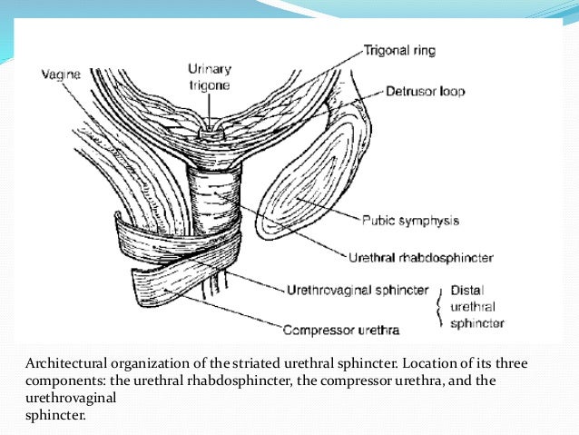 Female pelvic anatomy and urinary continence