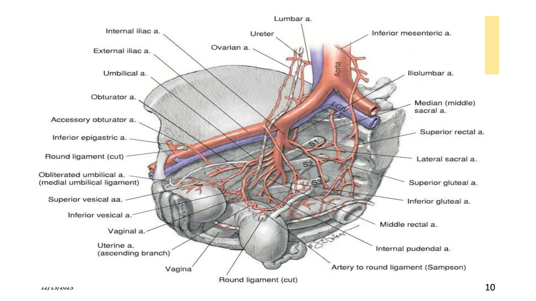 female pelvic anatomy.pptx
