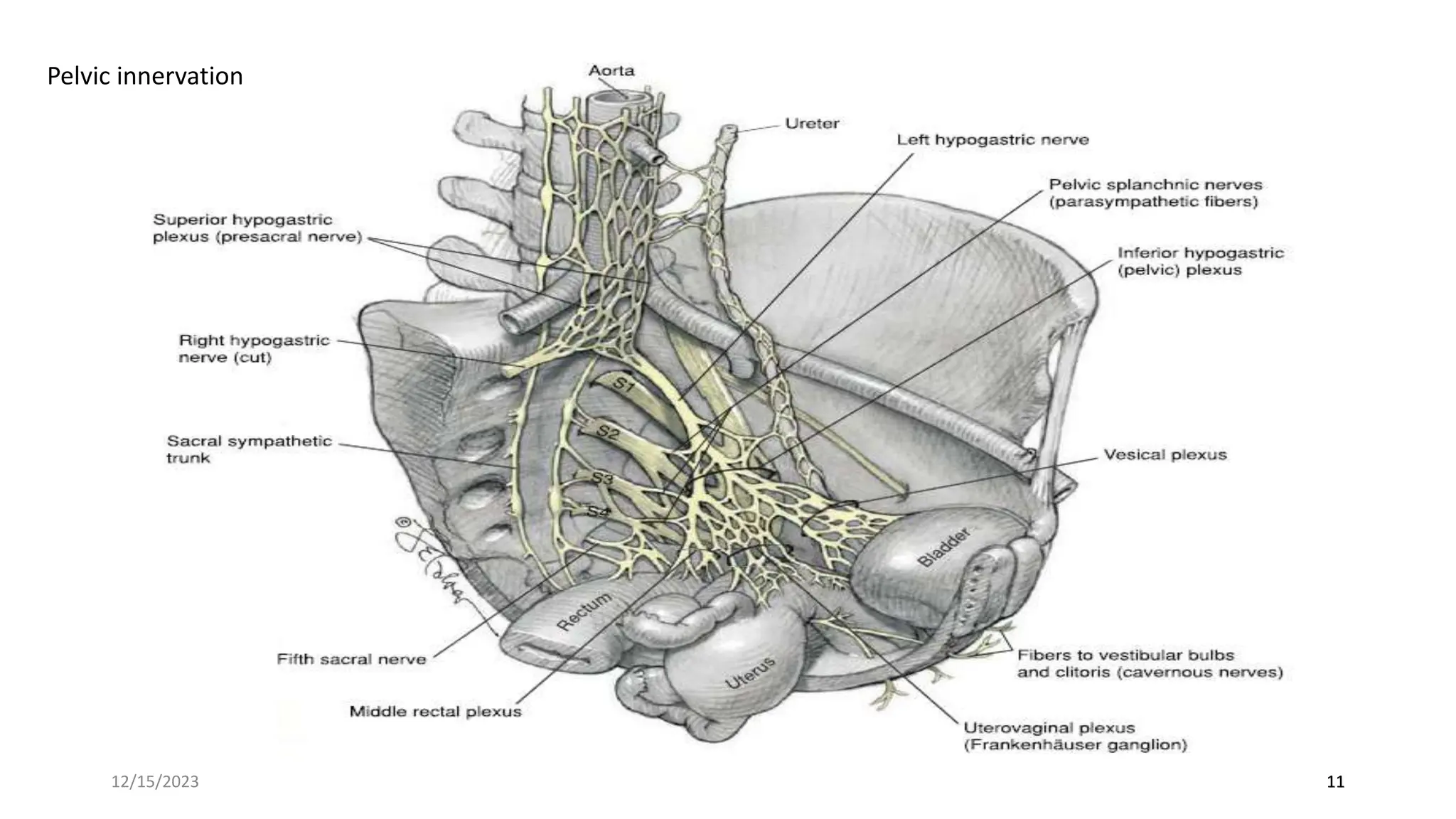 female pelvic anatomy.pptx