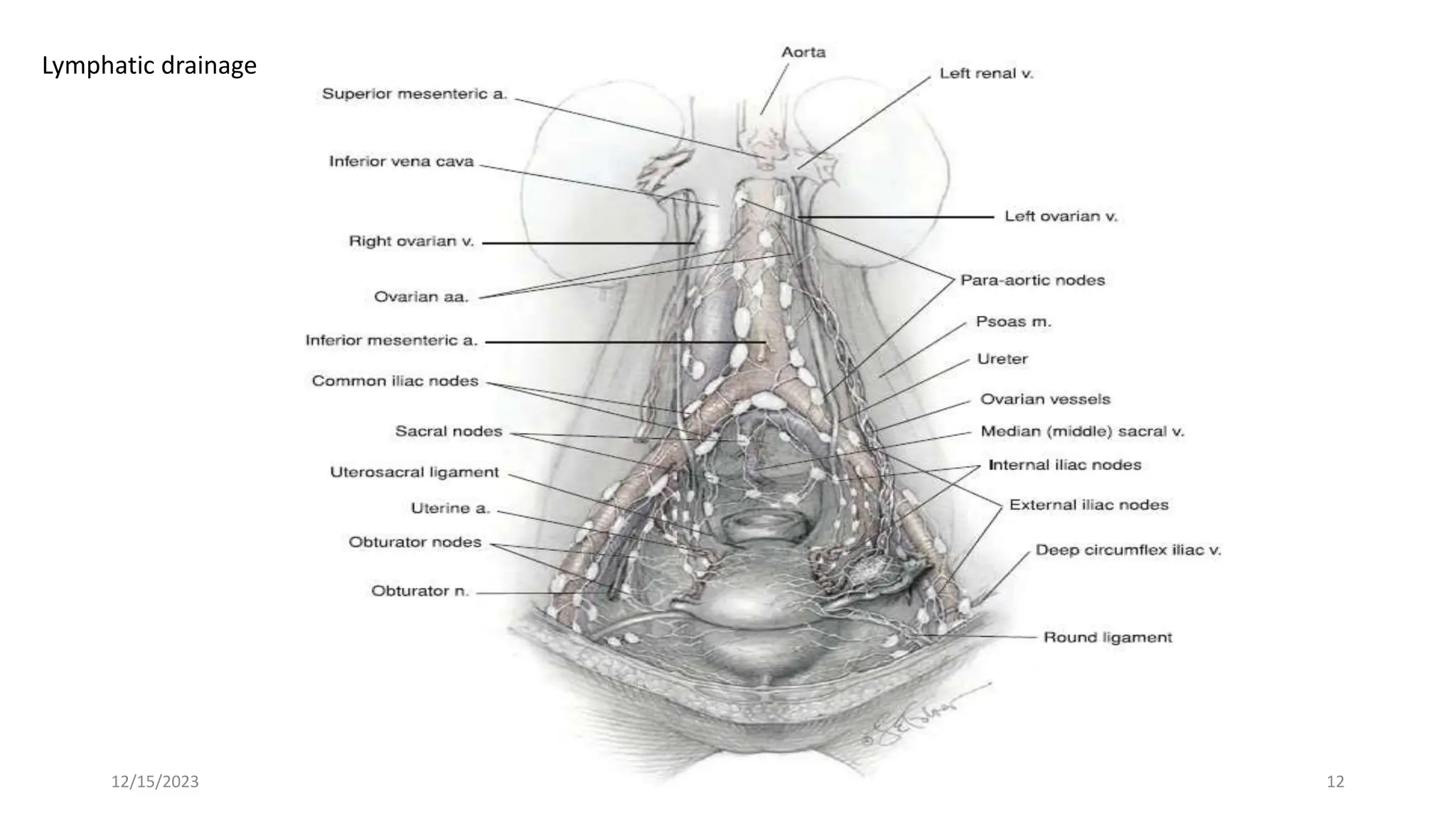 Female Pelvic Anatomypptx