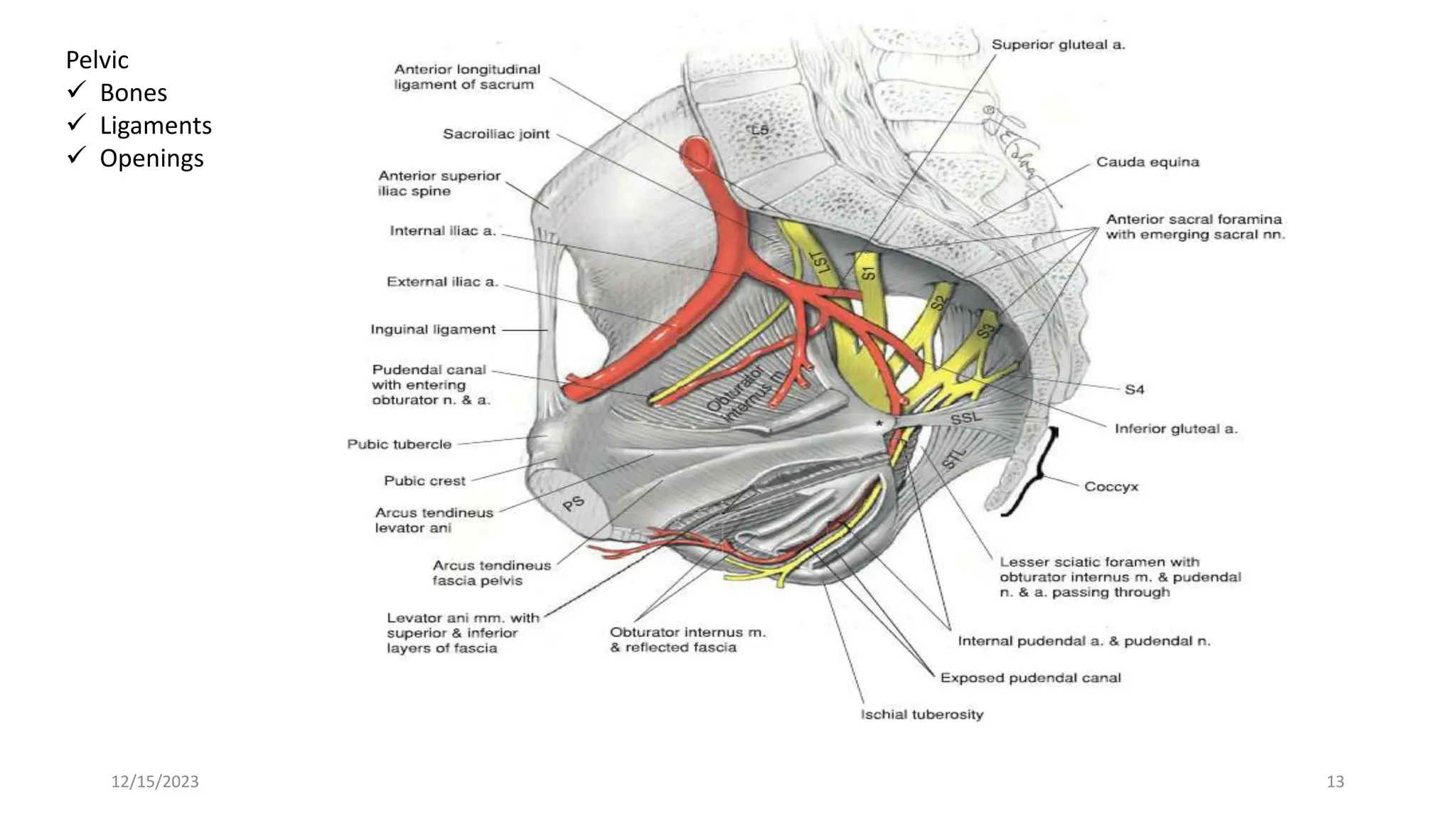 Female Pelvic Anatomypptx