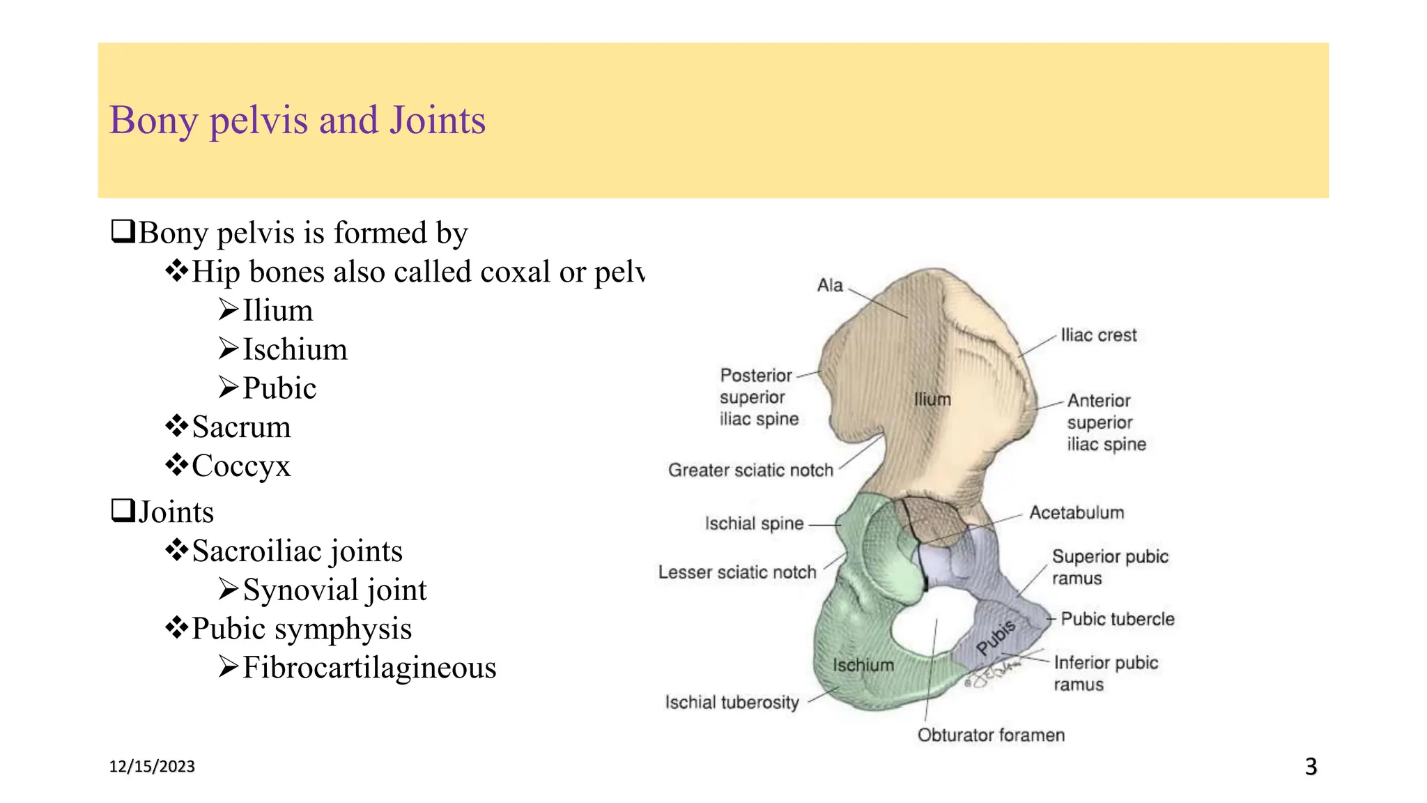female pelvic anatomy.pptx