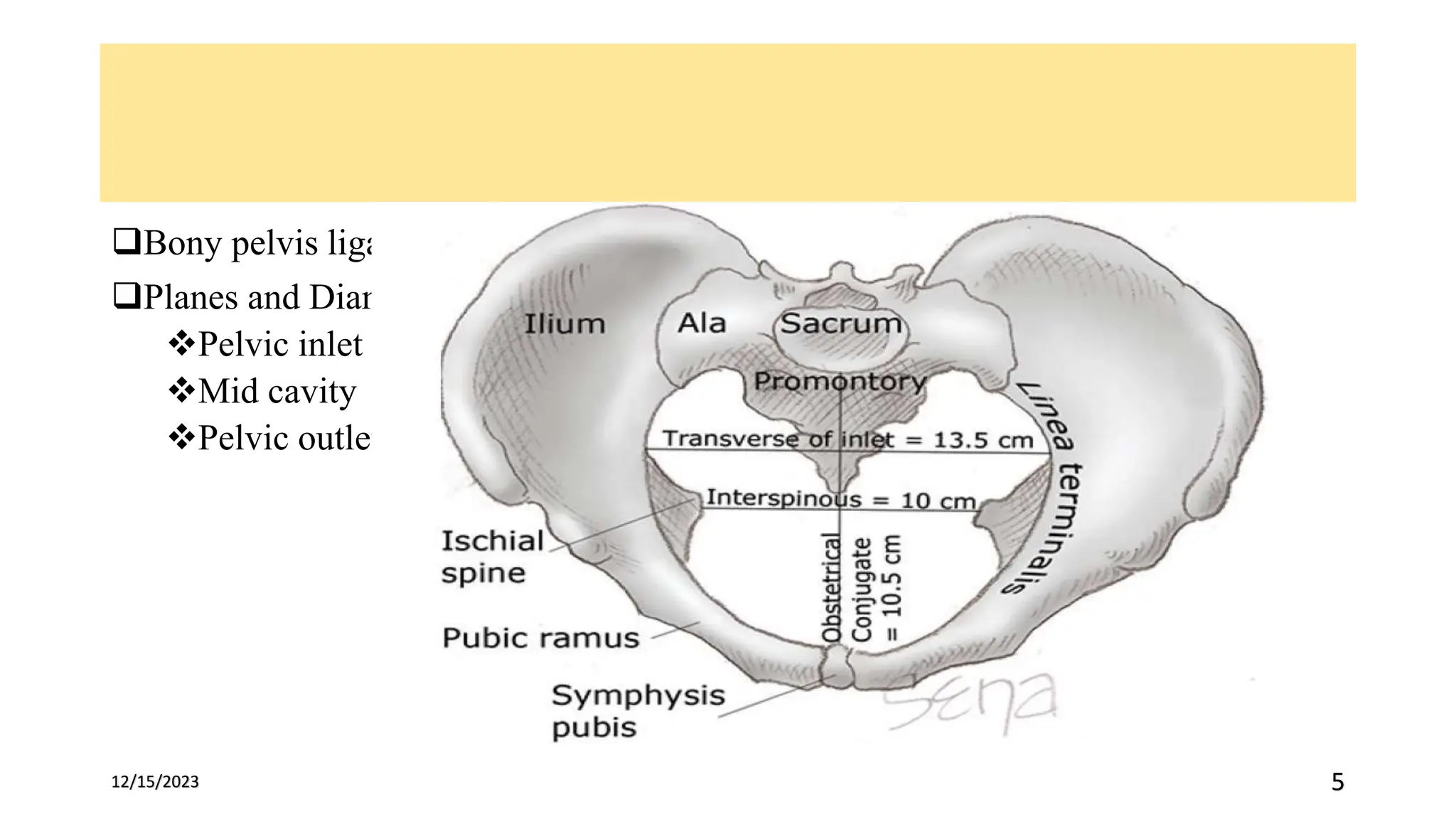 female pelvic anatomy.pptx