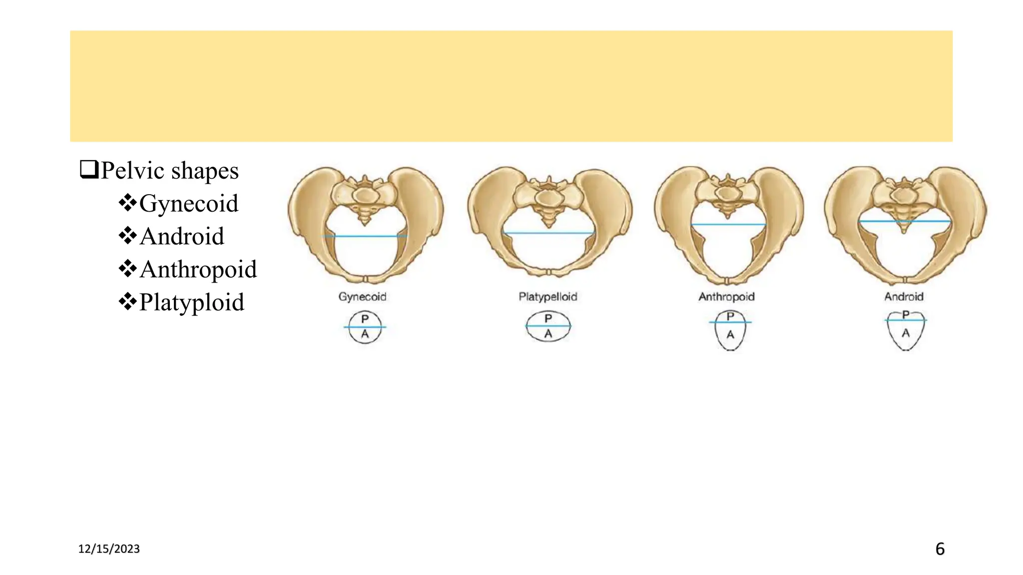 Female Pelvic Anatomypptx