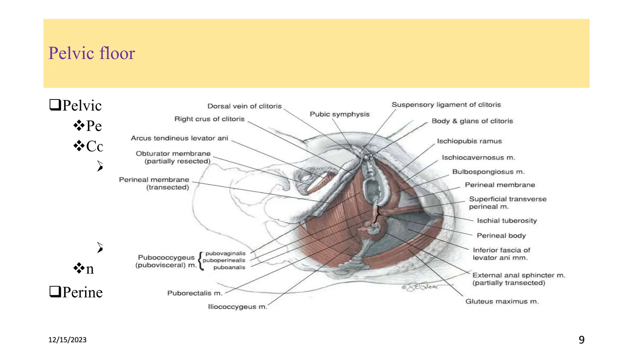 female pelvic anatomy.pptx