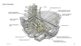 female pelvic anatomy.pptx