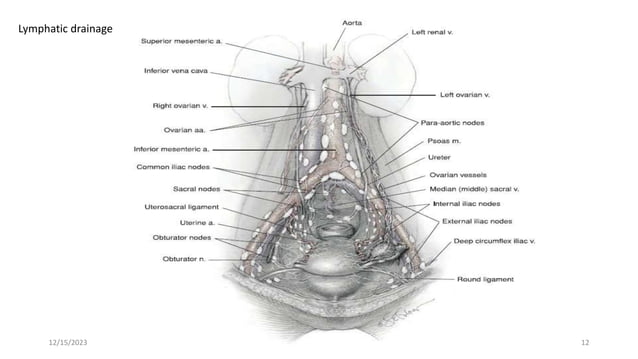 Female Pelvic Anatomypptx