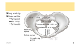 female pelvic anatomy.pptx